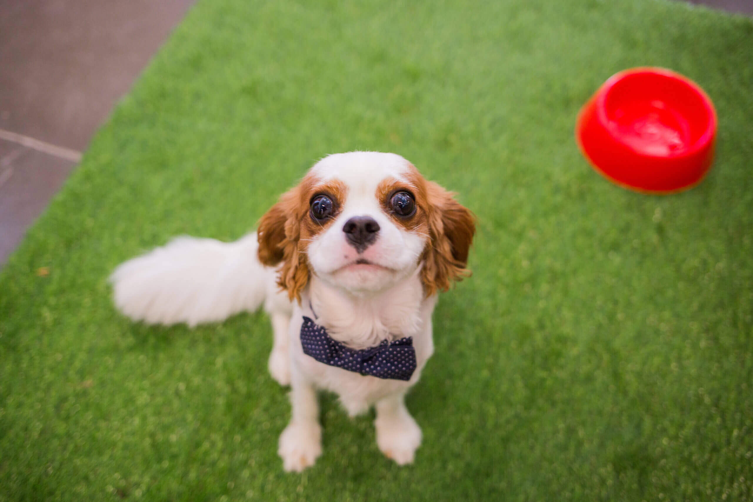 Our Location - Rita Ranch Pet Hospital